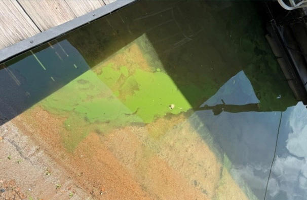 State warns of potentially harmful algal bloom in Lake Hartwell