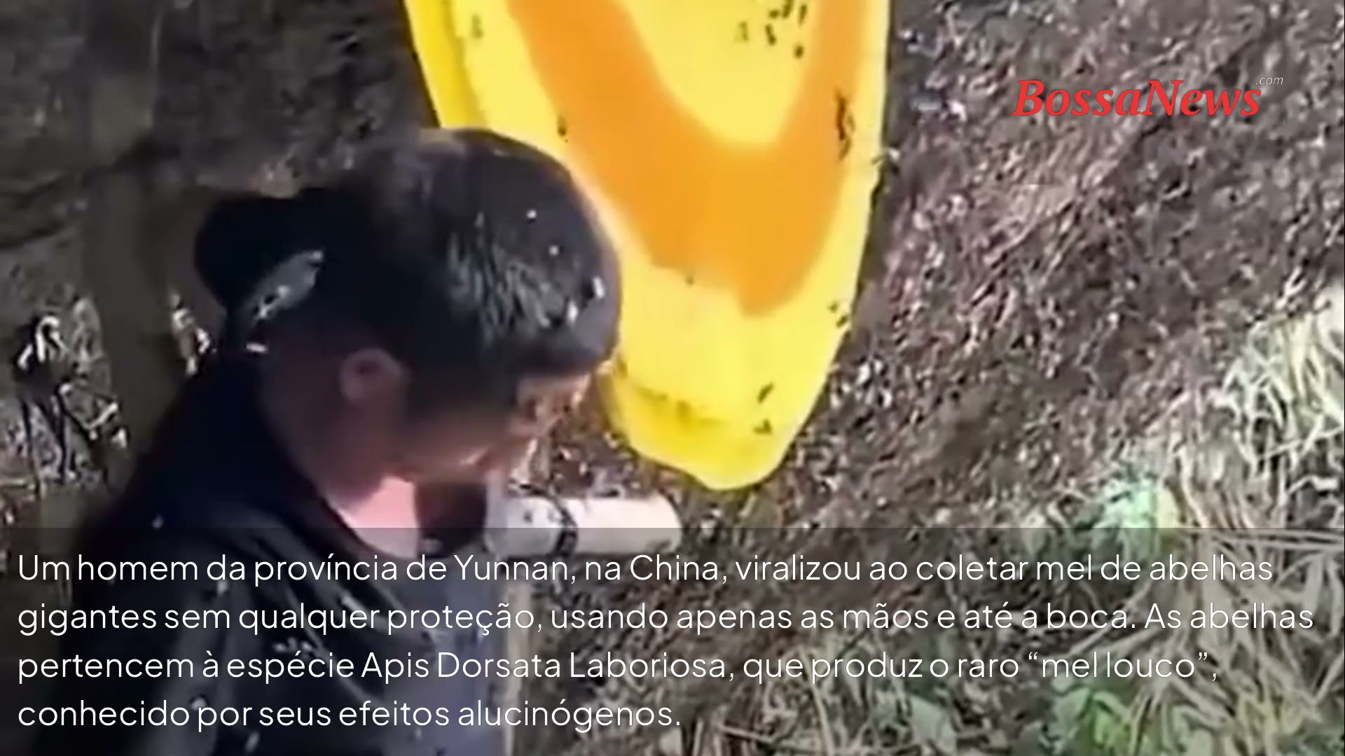 Chinês surpreende ao lidar com abelhas sem qualquer equipamento de proteção