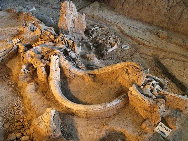 In 1978, two Texas teens hunting arrowheads found a mammoth bone that ...