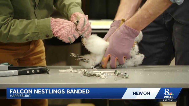 4 Peregrine falcon chicks banded in Harrisburg