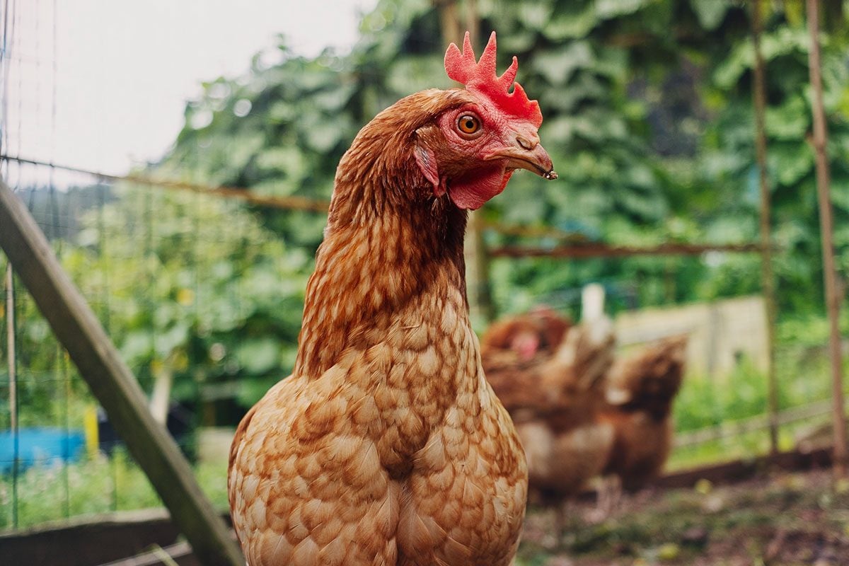 If 2026 was going to be the year you started raising backyard chickens ...