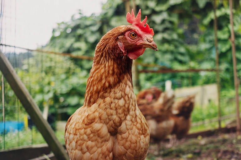 If 2026 was going to be the year you started raising backyard chickens ...