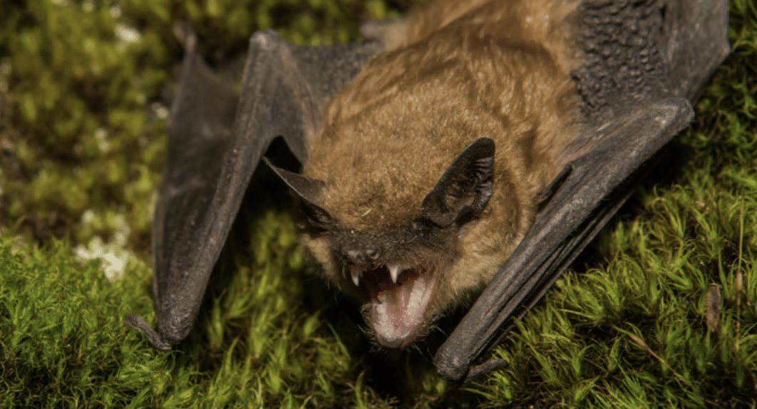 Rabid bat found at California park prompts public health warning