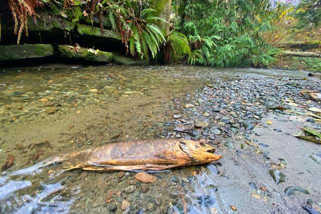 8 deaths reported as 600,000-gallon toxic spill from ruptured mill tank ...