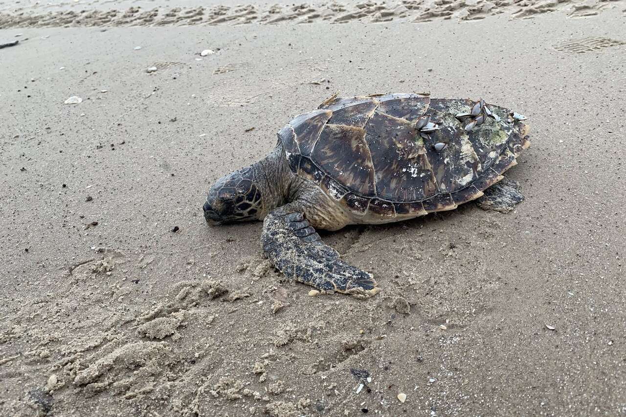 One of Texas' rarest sea turtles has now washed ashore twice in days