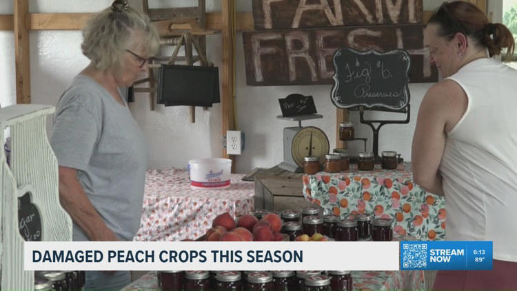 Texas peach growers face tough season after freeze damages crops