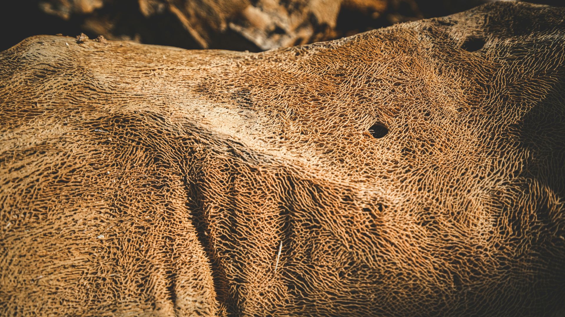 The 20 oldest garments ever found