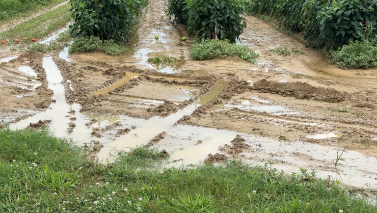 Baldwin County farmers relieved by rain, but seek dry days ahead