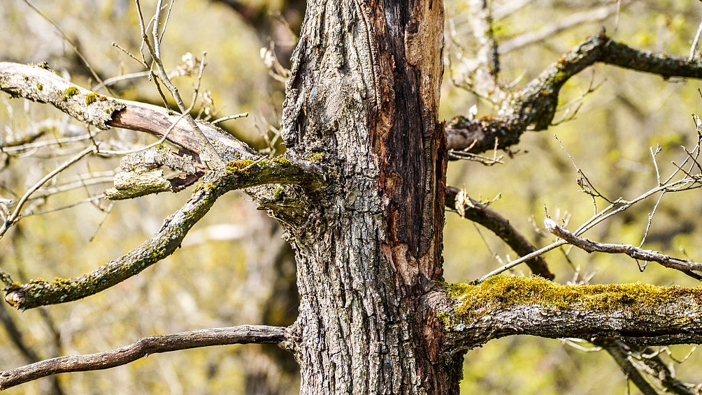 Smart tree care tips every homeowner should know