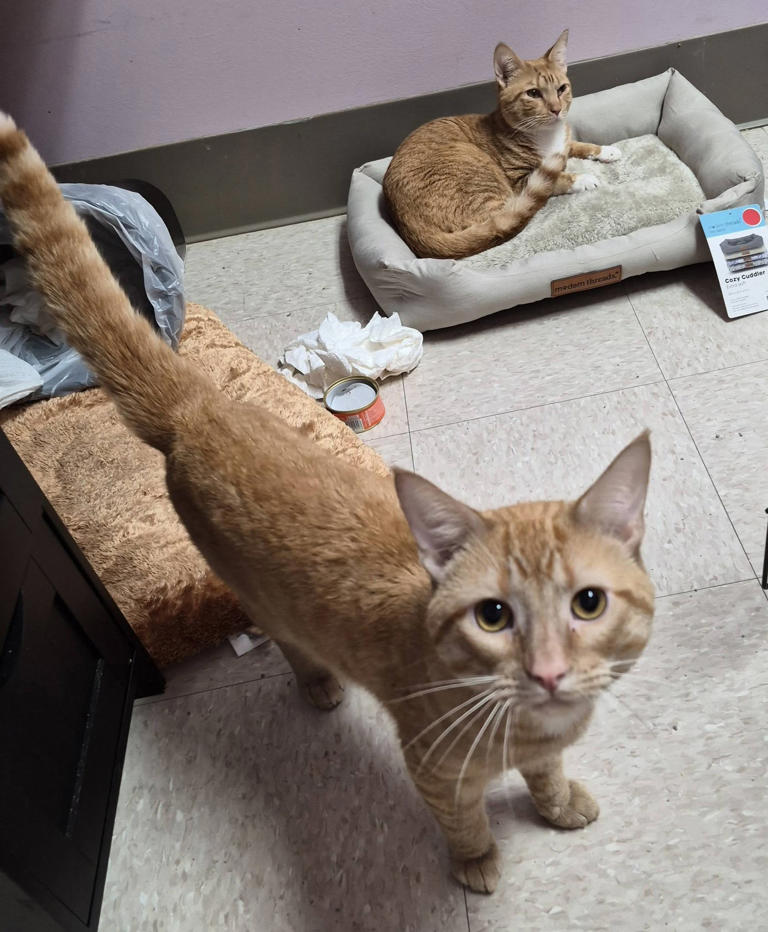 2 cats rescued after being locked in trunk by people who were 'watching ...