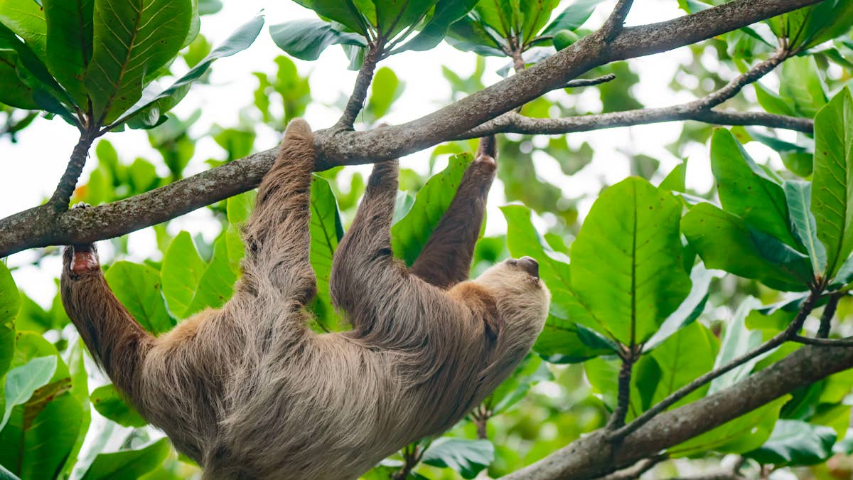 Baby sloth celebrates first birthday with a sweet hug from her human bestie
