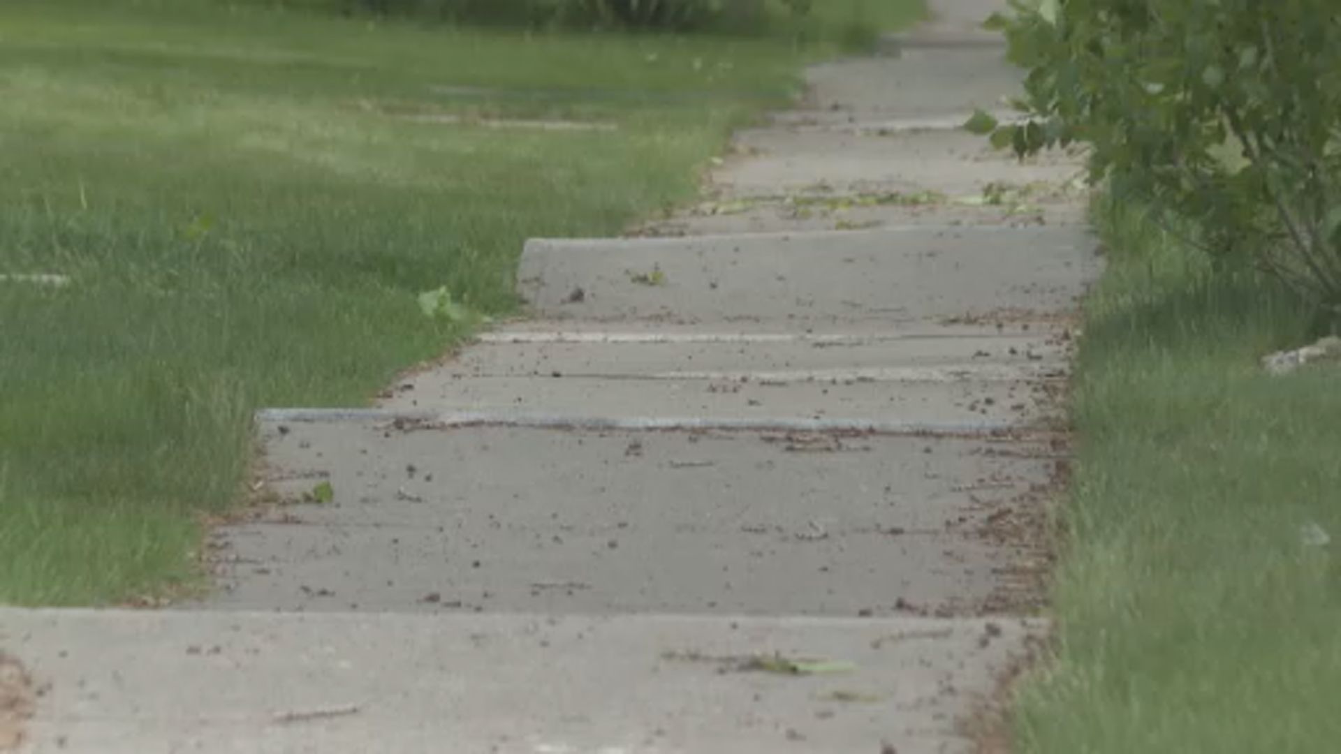 Calgary to spend $2.4 million to repair sidewalks damaged by tree roots