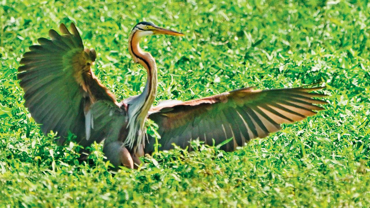In photos stunning wildlife and natural beauty hidden around Powai Lake