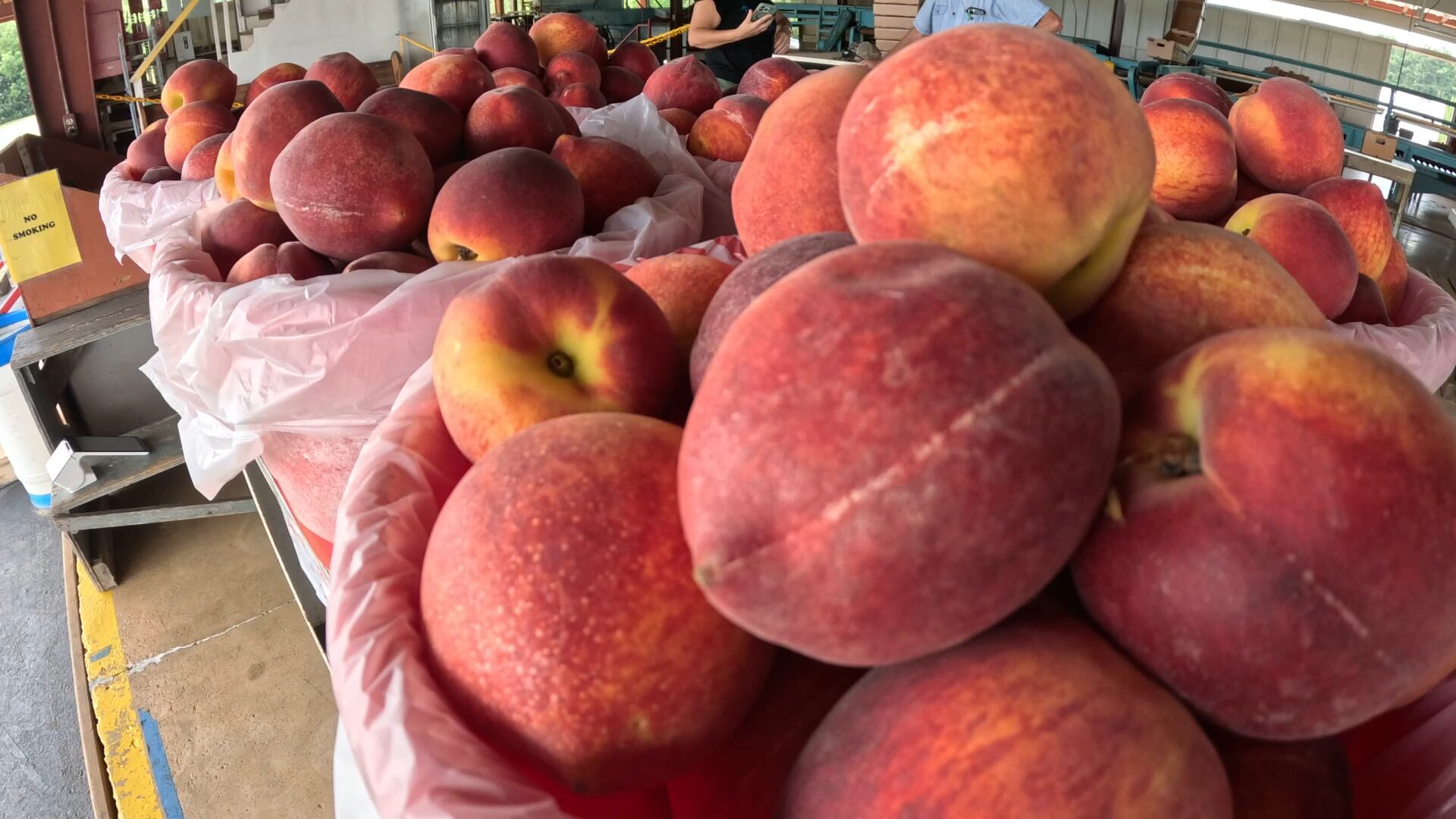 Louisiana Peach Festival approaches as Ruston farm recovers from freeze