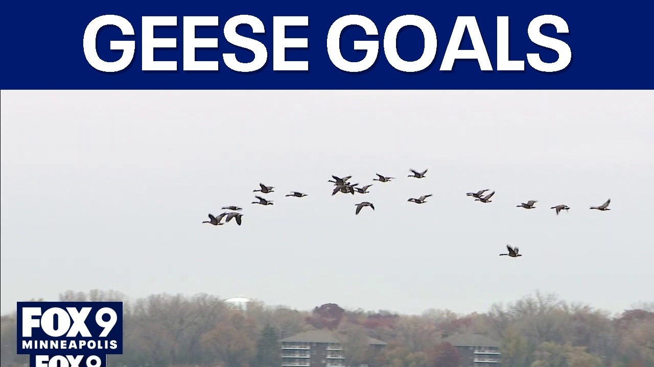 Officials grapple with Rochester geese population