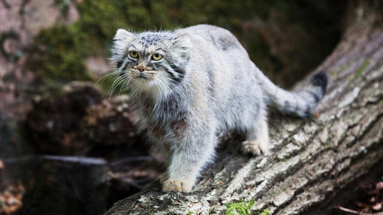 Gato de Pallas o manul: características, hábitat, comportamiento y ...