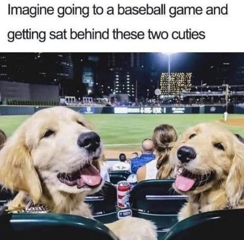 'Who's a good boy?': Dog memes delivering tail wags and belly rub joy ...