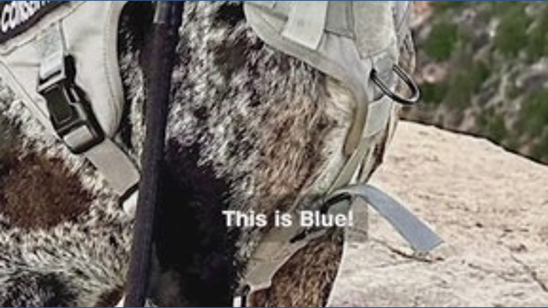 Meet the Grand Canyon's new conservation K-9