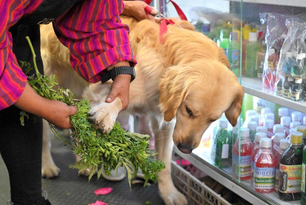 Cleaning the chakras of Ecuador's cats and dogs