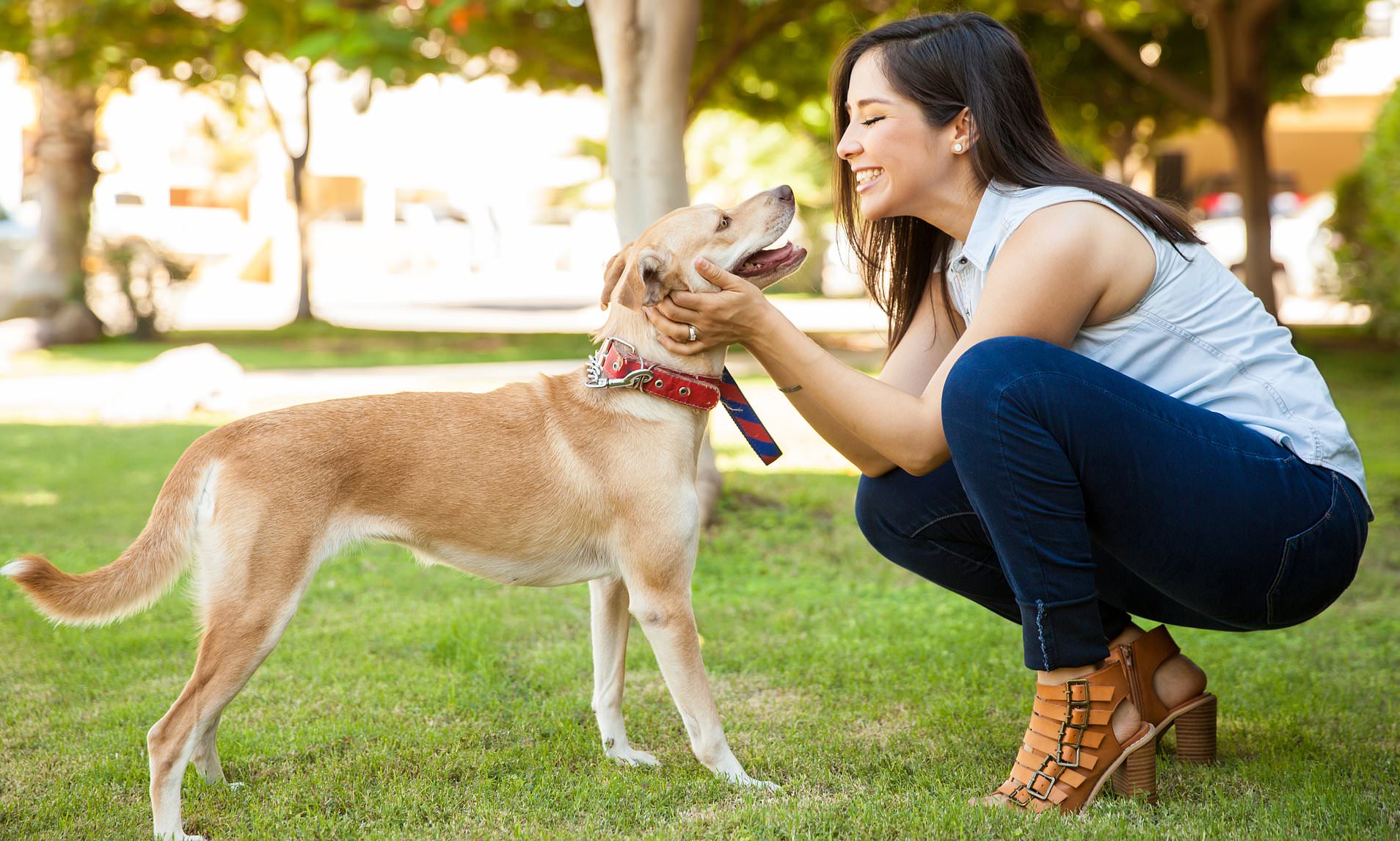 Talk to the animals! The five questions British pet owners wish they ...