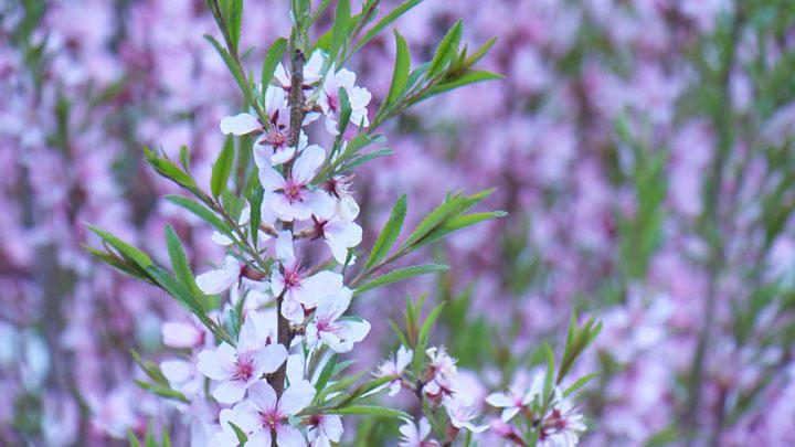 Late spring start, dry conditions to blame for intense Edmonton allergy ...