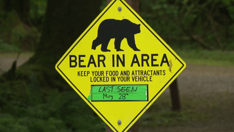 Mama black bear killed in Golden Ears Park for aggressive behaviour ...