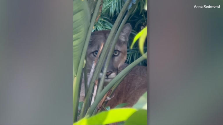 Mountain lion safely tranquilized in Santa Monica, police say