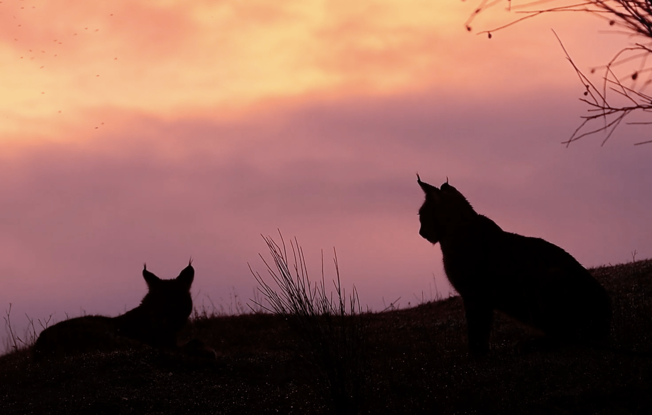 They’re one of Europe’s rarest wild cats. A safari can take you right ...