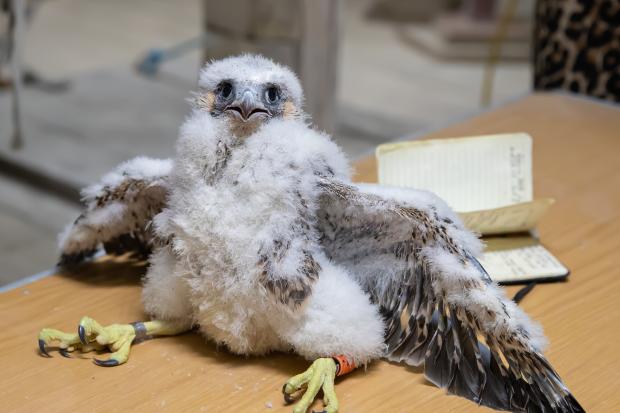 Public invited to name peregrine chicks at Salisbury Cathedral