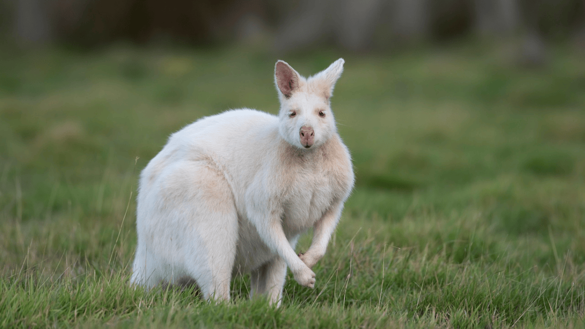 9 albino animals that surprise with their beauty and rarity in nature