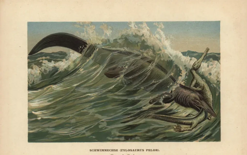 Newly identified Tylosaurus rex rewrites mosasaur history