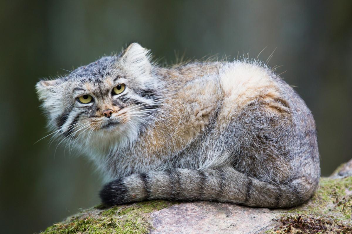 Gato de Pallas o manul: características, hábitat, comportamiento y ...