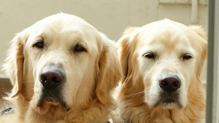 Golden retrievers heard a wrapper and came running—but there’s one problem