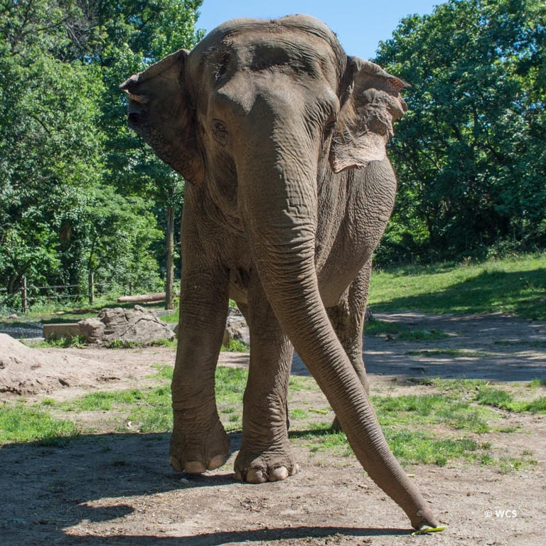Bronx Zoo elephant Happy, animal rights symbol, dies at 55