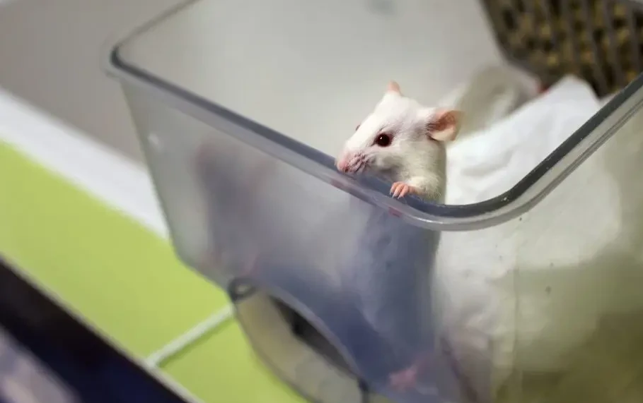 Israeli study shows SIRT6 reversed ageing in mice livers