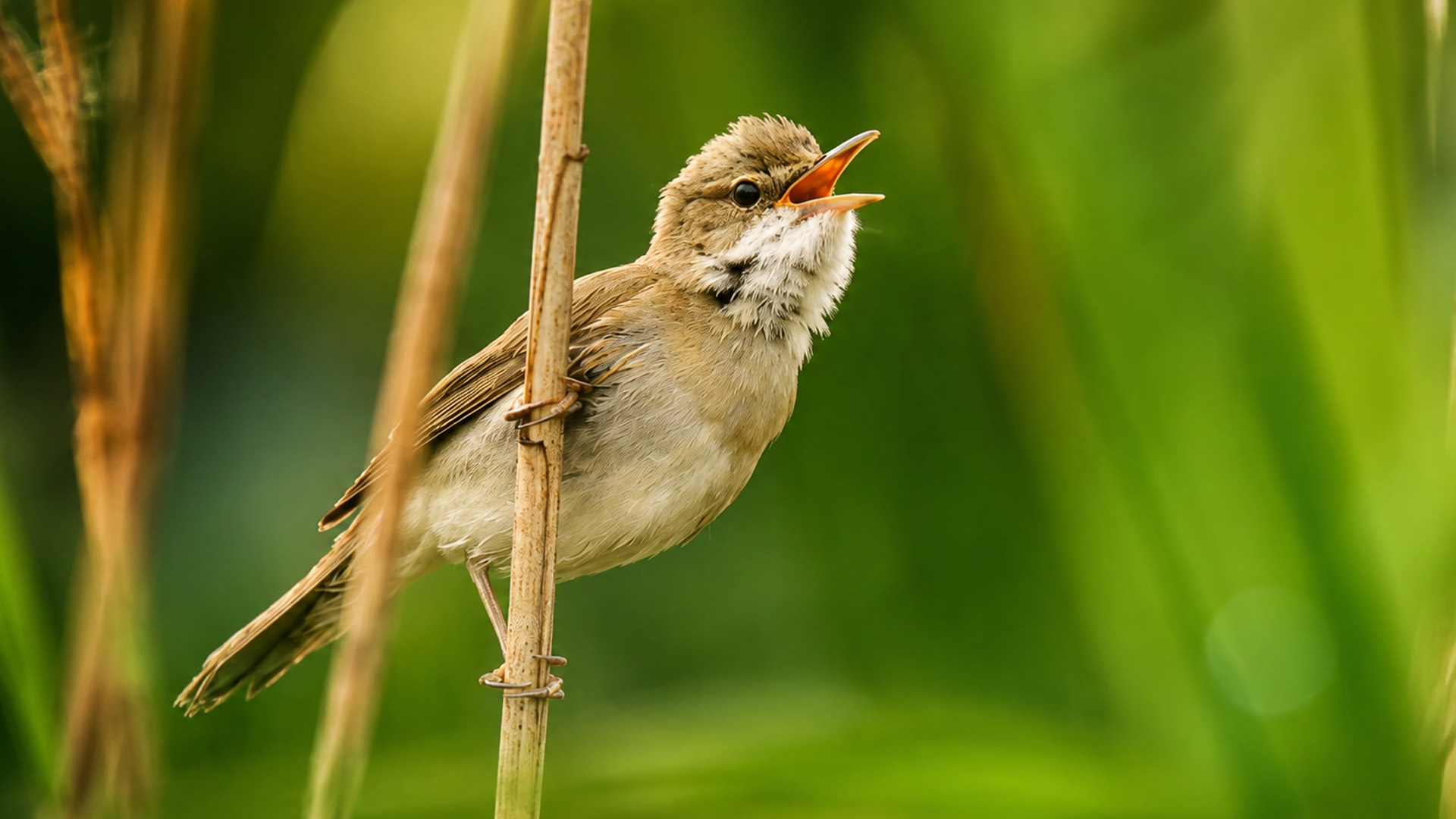 This warbler performed its song while the marsh stayed silent