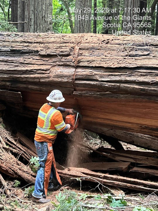 Fallen giant redwood blocks California highway