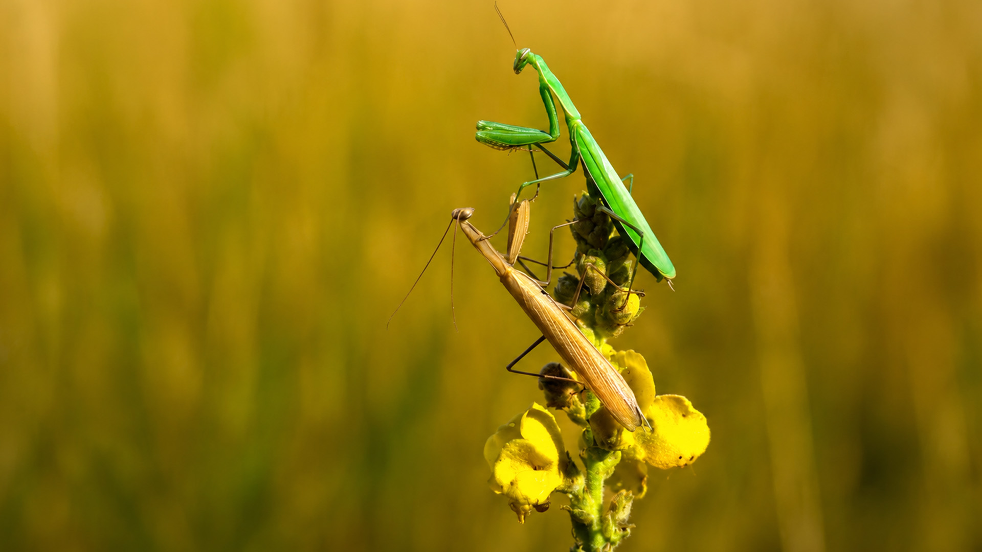 Two praying mantises were spotted sharing the same flower