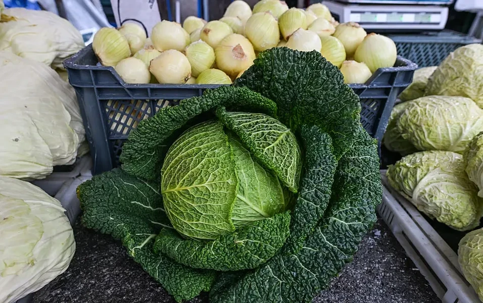 Cozy up with hearty cabbage soup recipes