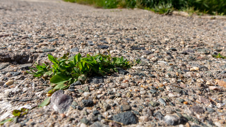 Skip landscape fabric: Here's a better way to prevent weeds in gravel ...