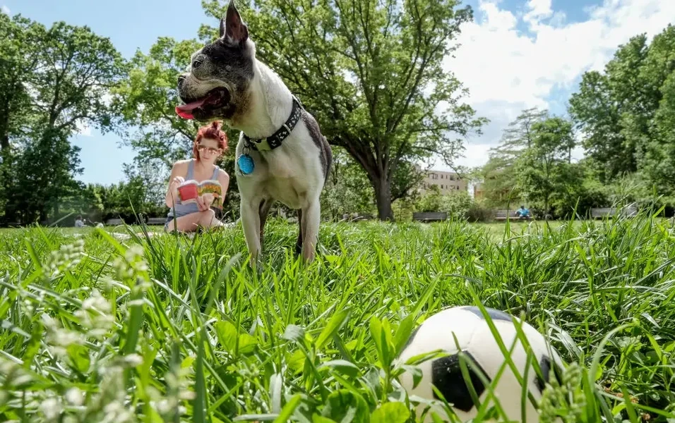 How to truly understand your dog’s age