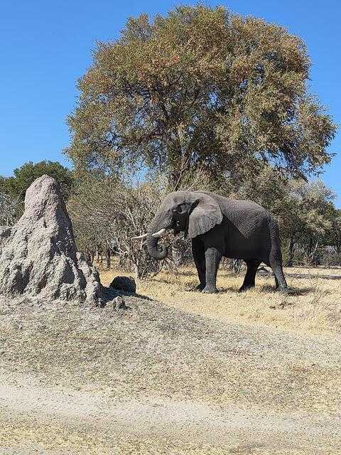 Safari frenzy: When the jungle becomes a theme park