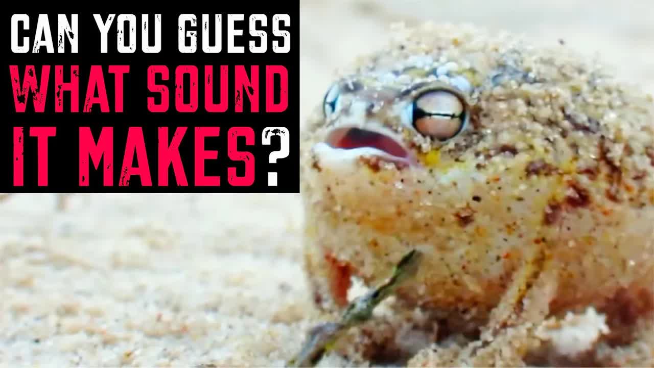 Guess the animal sounds challenge!