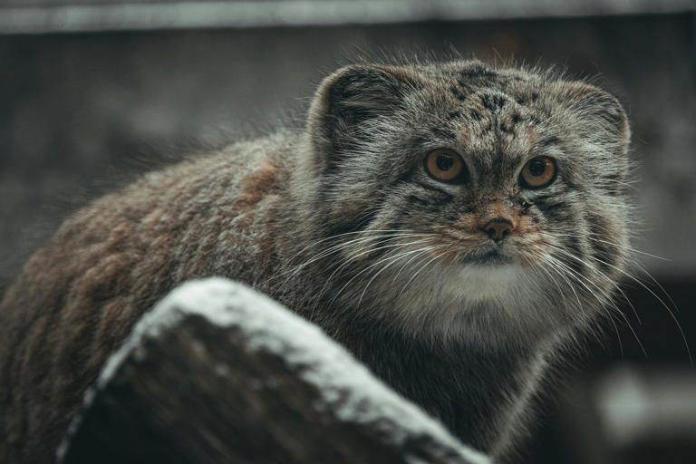 Gato de Pallas o manul: características, hábitat, comportamiento y ...