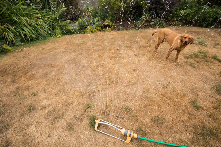 Water firm asks millions to stop using hosepipes during heatwave