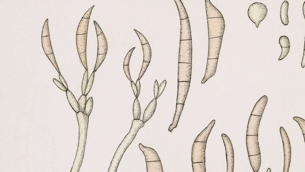 Fungi research reveals vital ecological roles and future potential