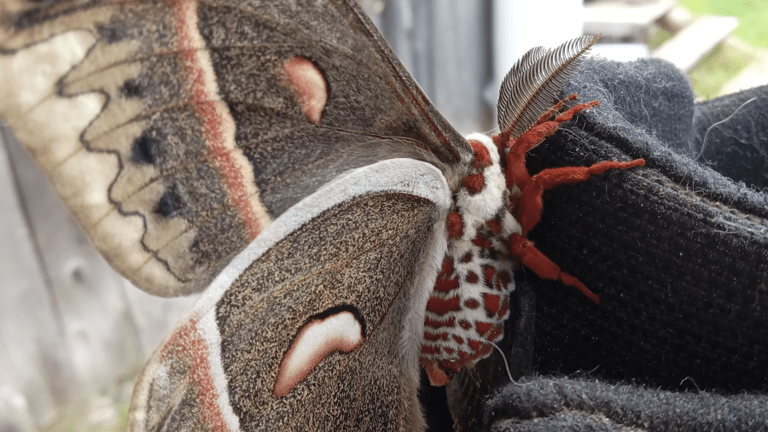 Vermont resident snaps photo of North America’s largest moth
