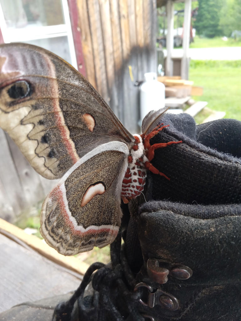 Vermont resident snaps photo of North America’s largest moth