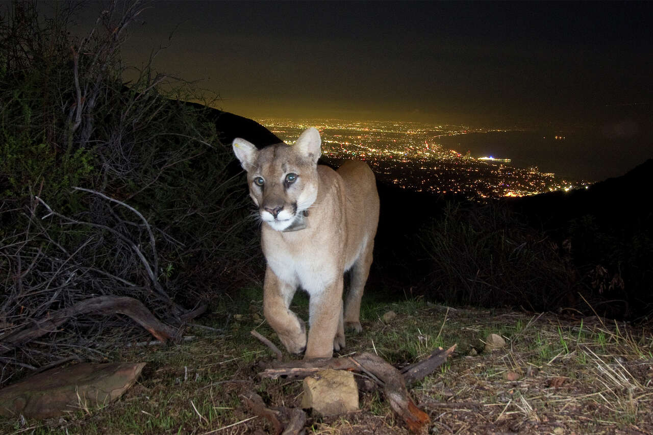 California mountain lions killed on famous LA roads within 2 days
