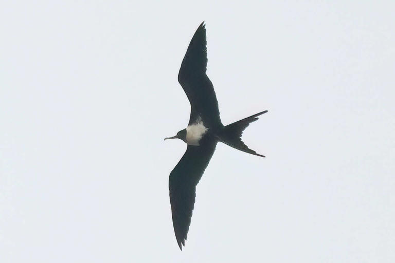 An impossibly rare tropical bird swooped over Calif. Experts fear a trend